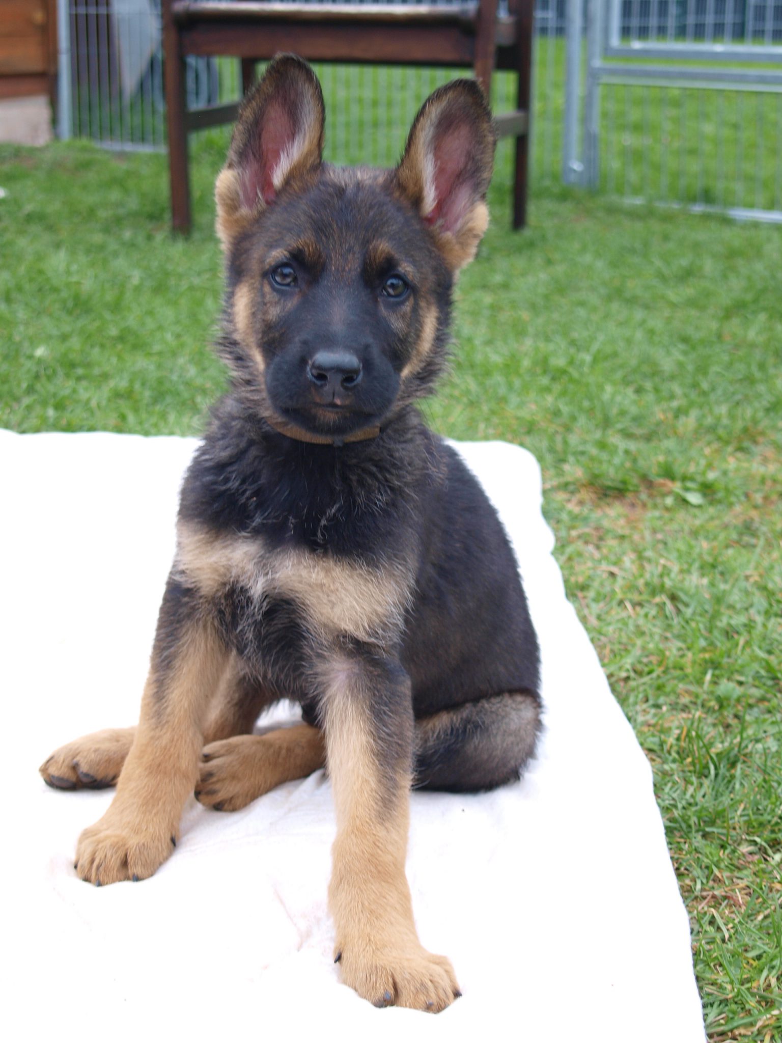Bilder / Würfe – Deutsche Schäferhunde aus alten DDR Blutlinien mit ...
